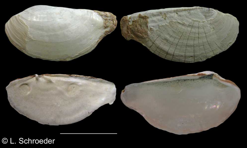 Bivalves - Pandoridae, Lyonsiidae, Verticordiidae, Thraciidae, Cuspidariidae